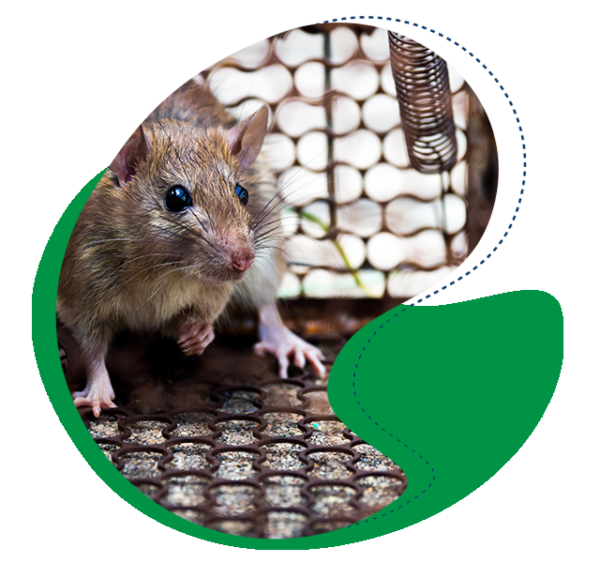 About Us | Expert Pest Control London | Pest Relief Services