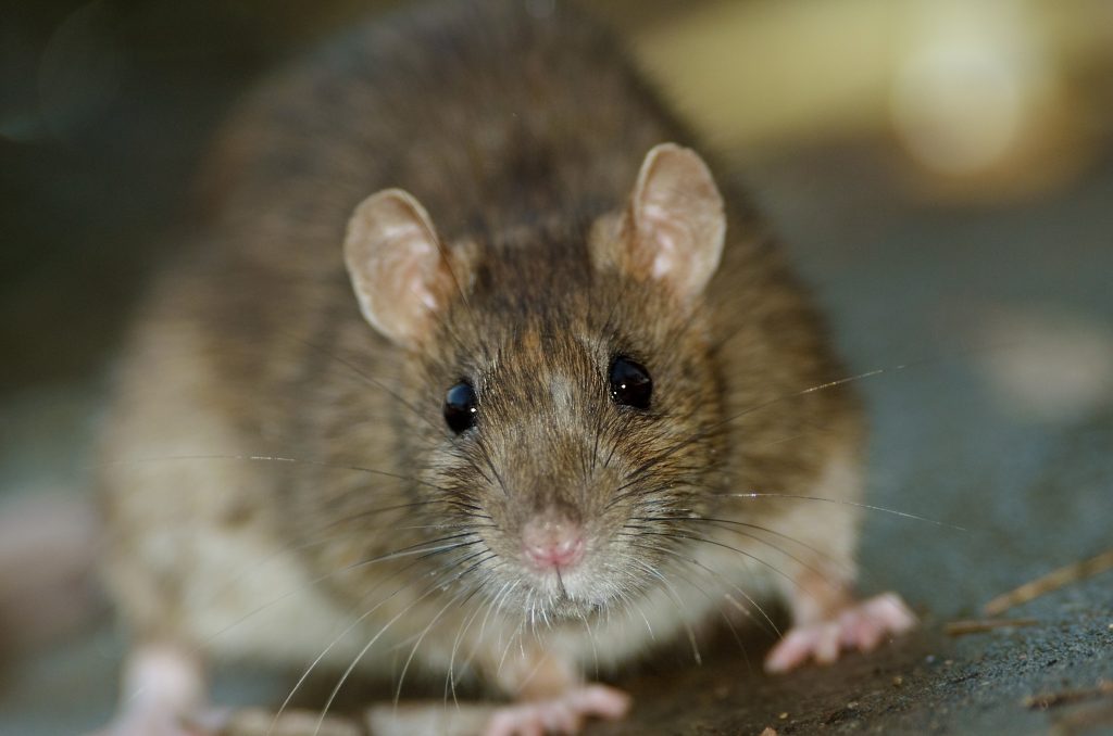 What Is The Difference Between Rats And Mice? - Pest Relief Services